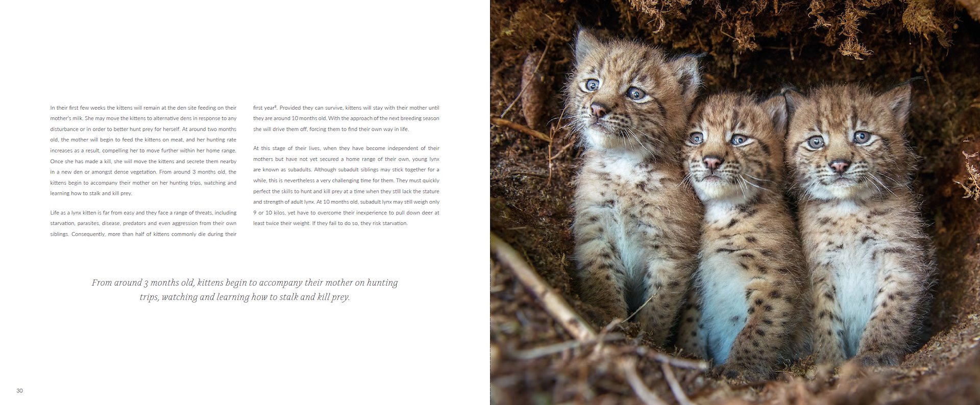 Rewilding Books | SCOTLAND: The Big Picture