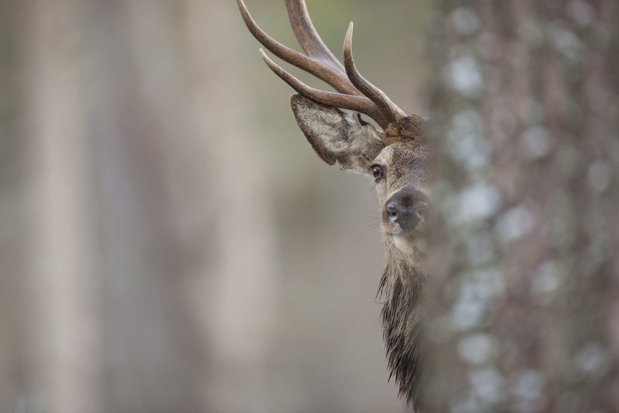 Monarch Or Menace? | Storytelling | SCOTLAND: The Big Picture