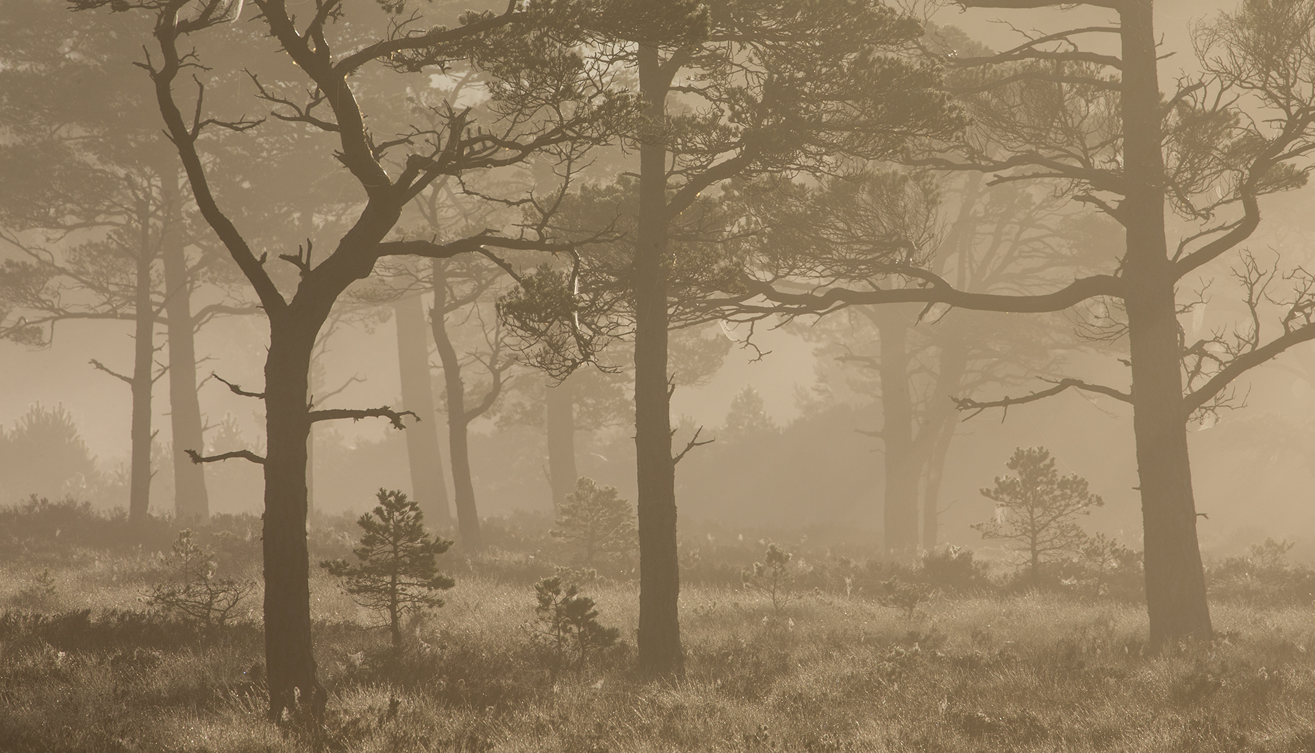 Rewilding for nature, climate and people | SCOTLAND: The Big Picture