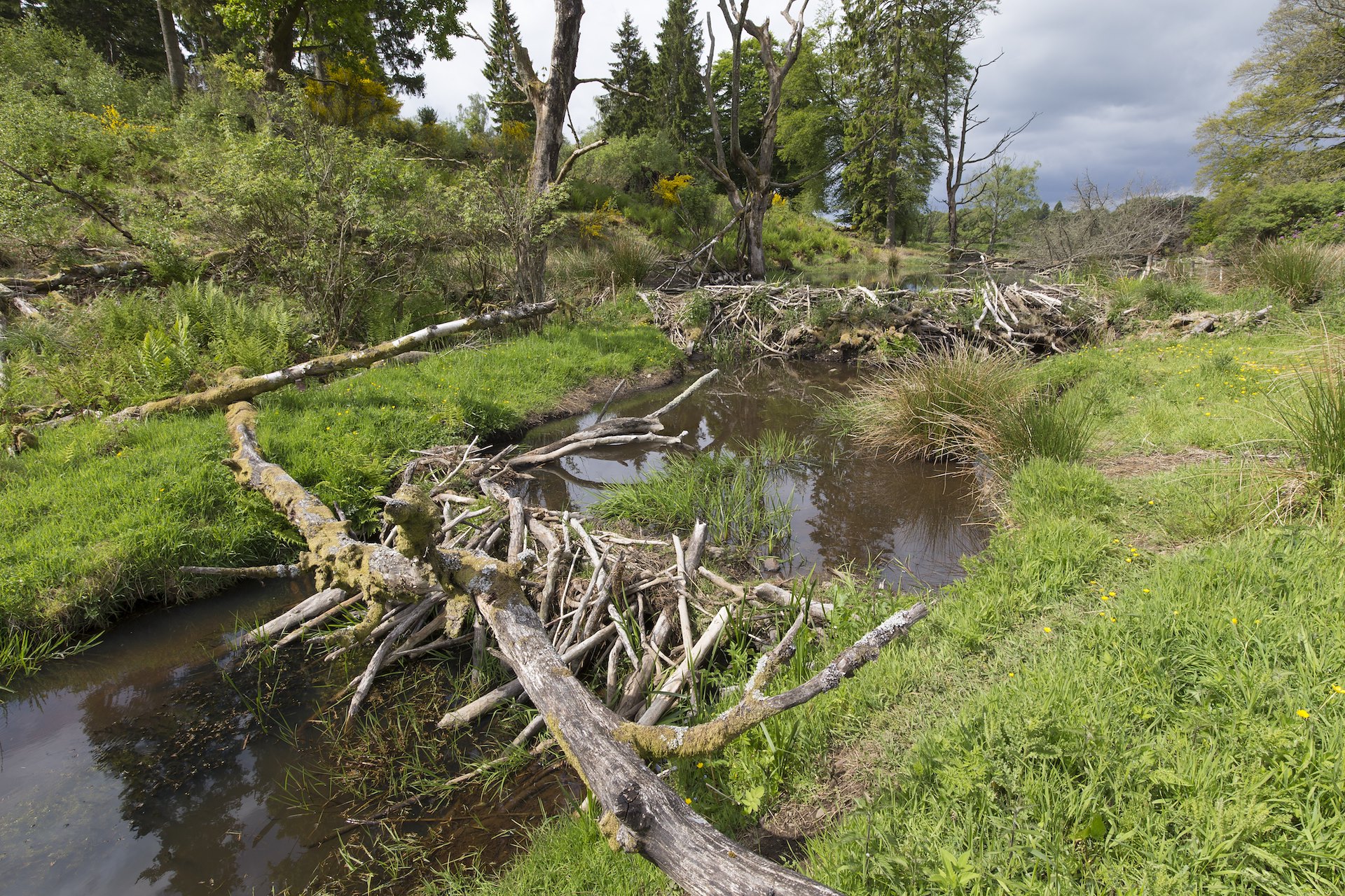 Making Beavers Mainstream | Storytelling | SCOTLAND: The Big Picture