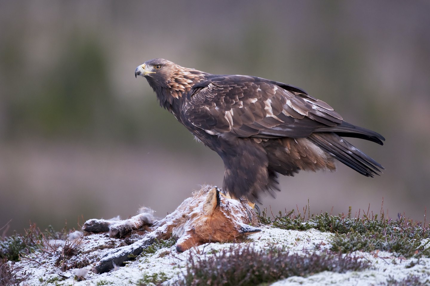 WHERE PREDATORS RULE | Storytelling | SCOTLAND: The Big Picture