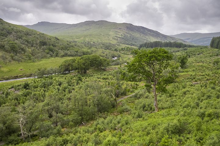 COMMUNITY REWILDING | Storytelling | SCOTLAND: The Big Picture