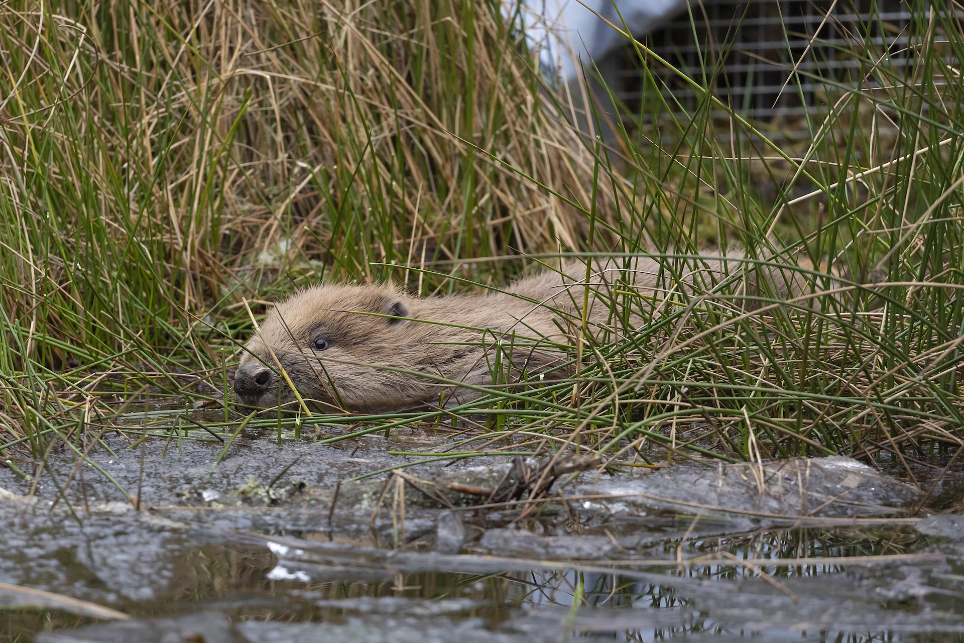 What Next For Scotland's Beavers? | Storytelling | SCOTLAND: The Big ...