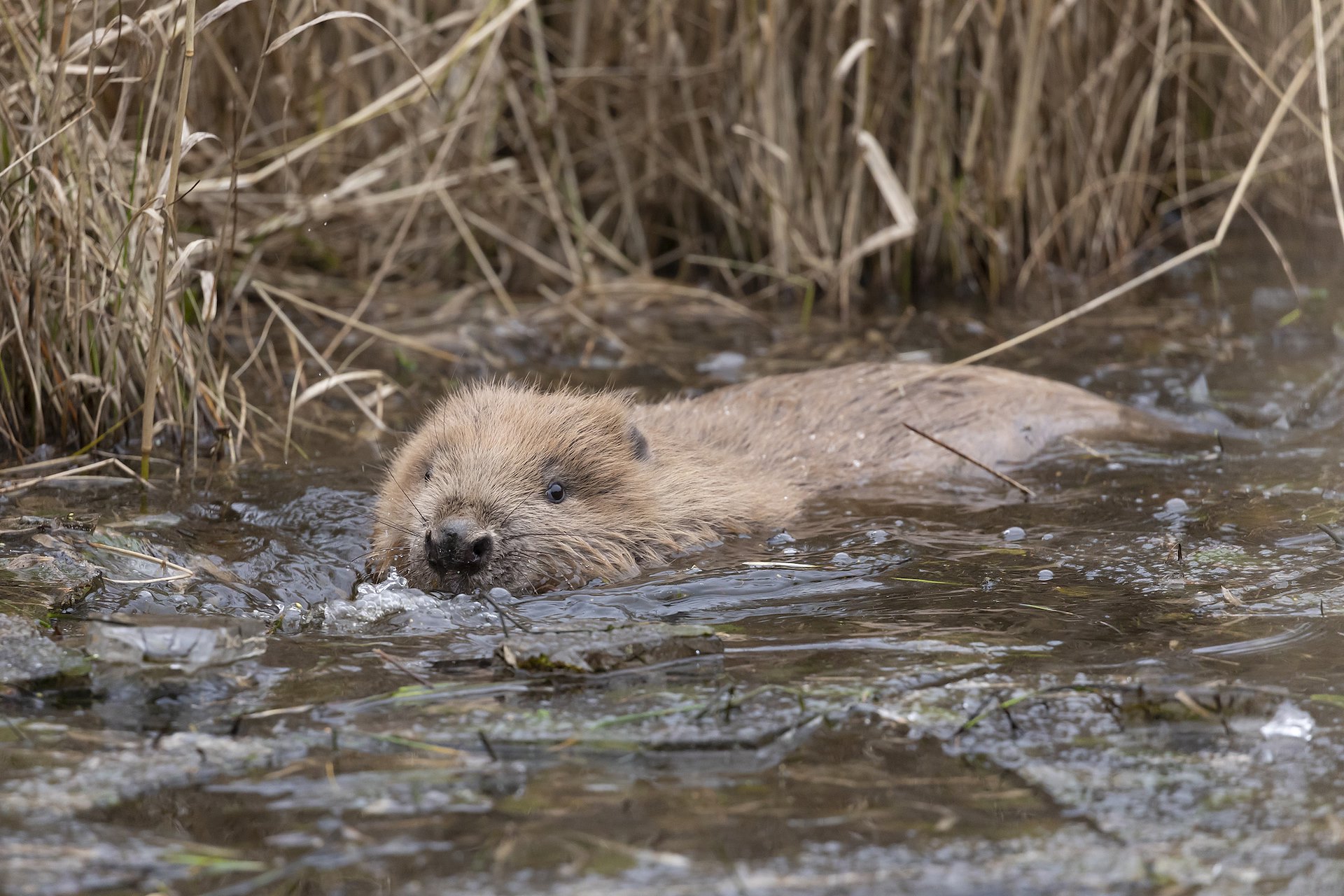 What Next For Scotland's Beavers? | Storytelling | SCOTLAND: The Big ...