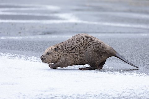 What Next For Scotland's Beavers? | Storytelling | SCOTLAND: The Big ...