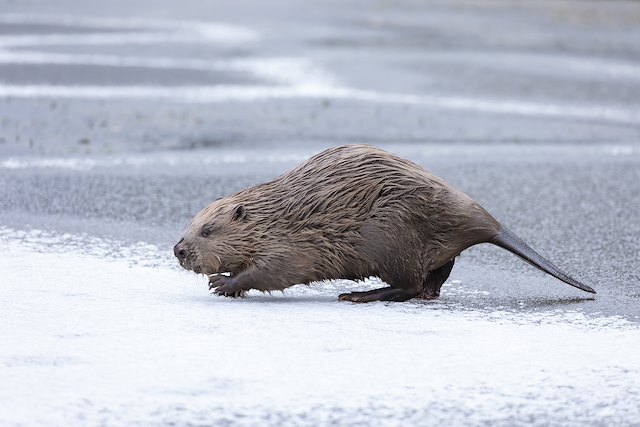 What Next For Scotland's Beavers? | Storytelling | SCOTLAND: The Big ...