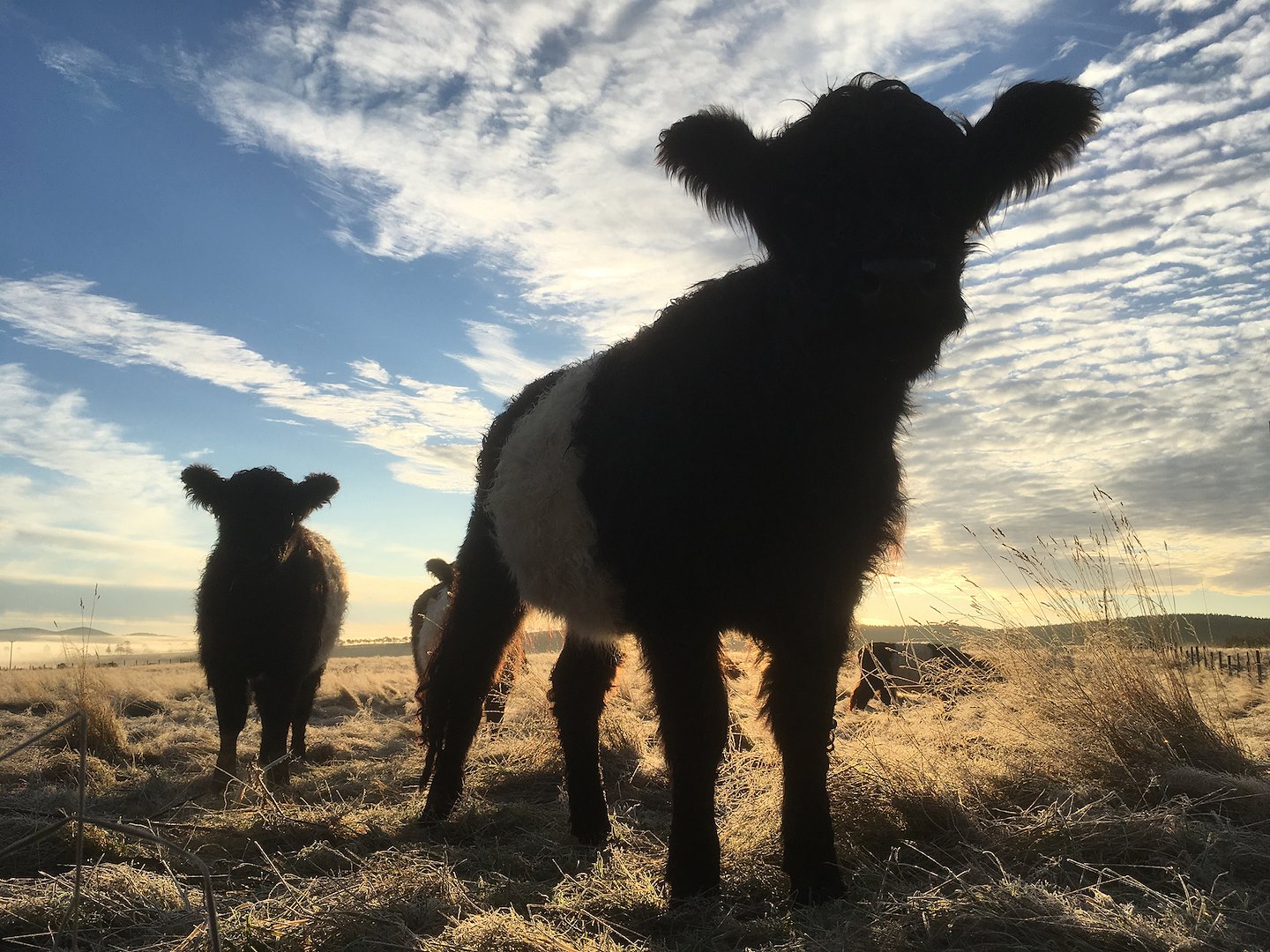 MUNCHING MOSAICS | Storytelling | SCOTLAND: The Big Picture