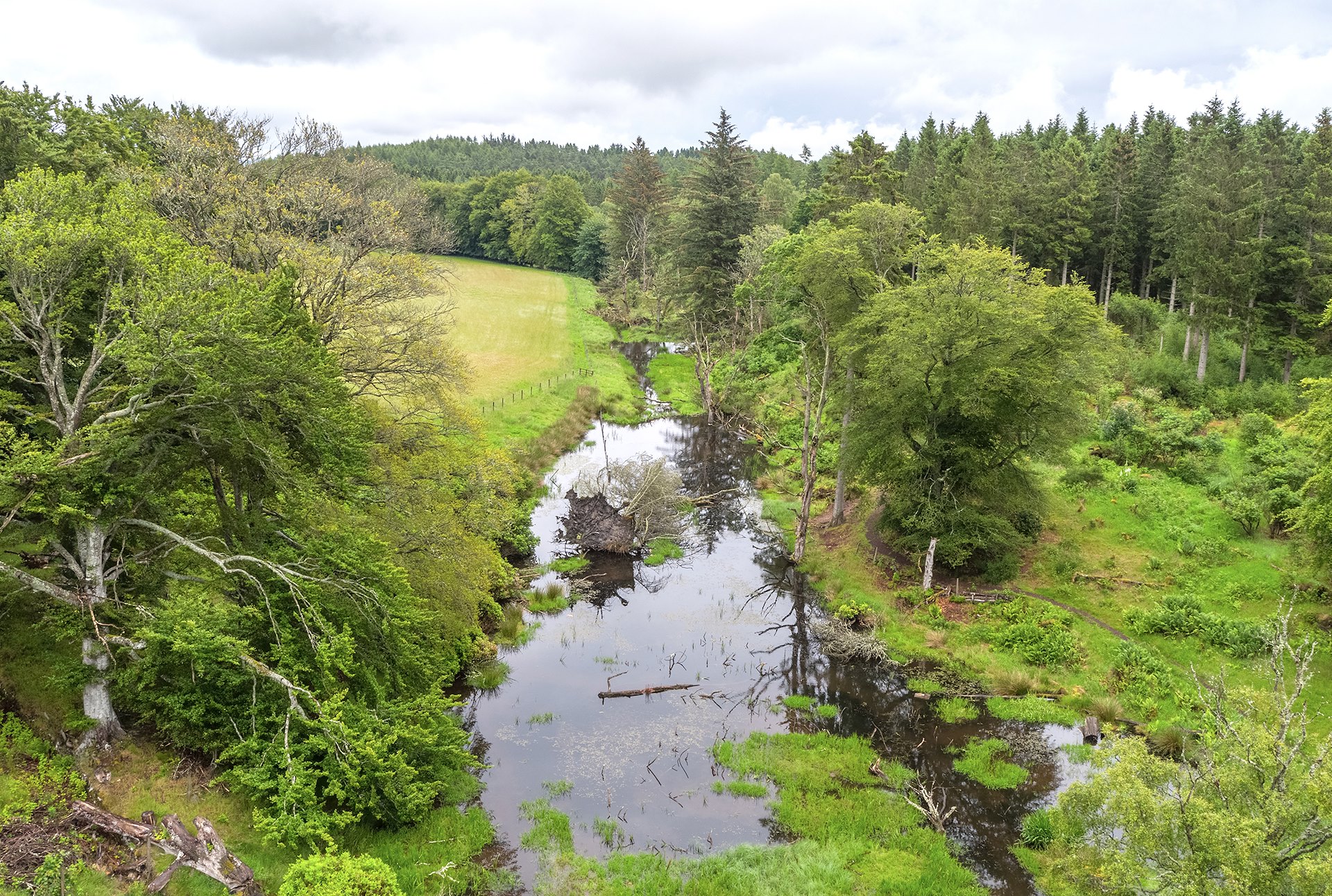 Bamff Wildland | NRN Partner| SCOTLAND: The Big Picture