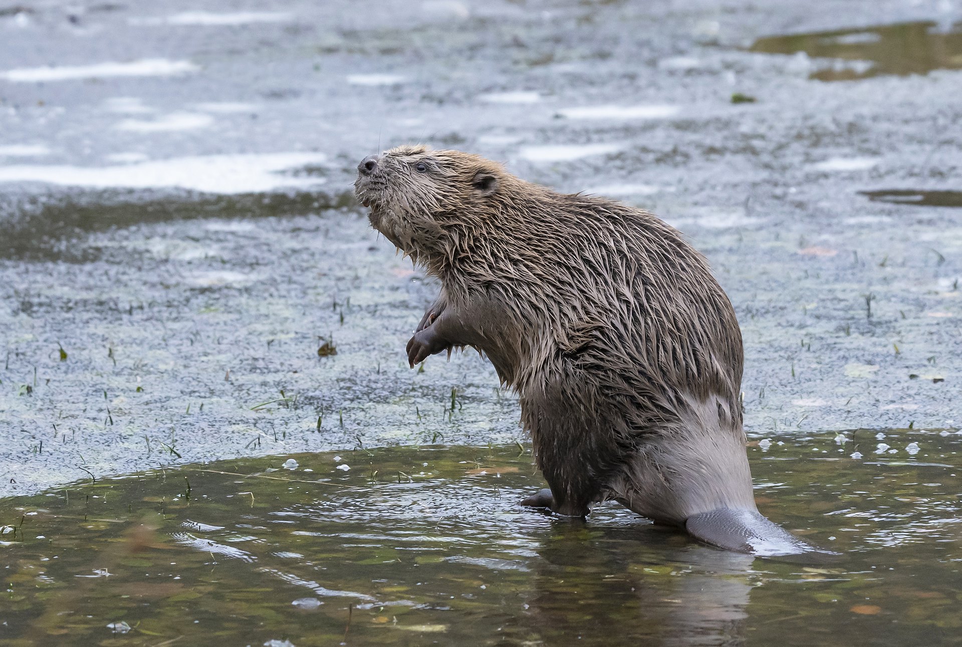Argaty Red Kites | NRN Partner | SCOTLAND: The Big Picture