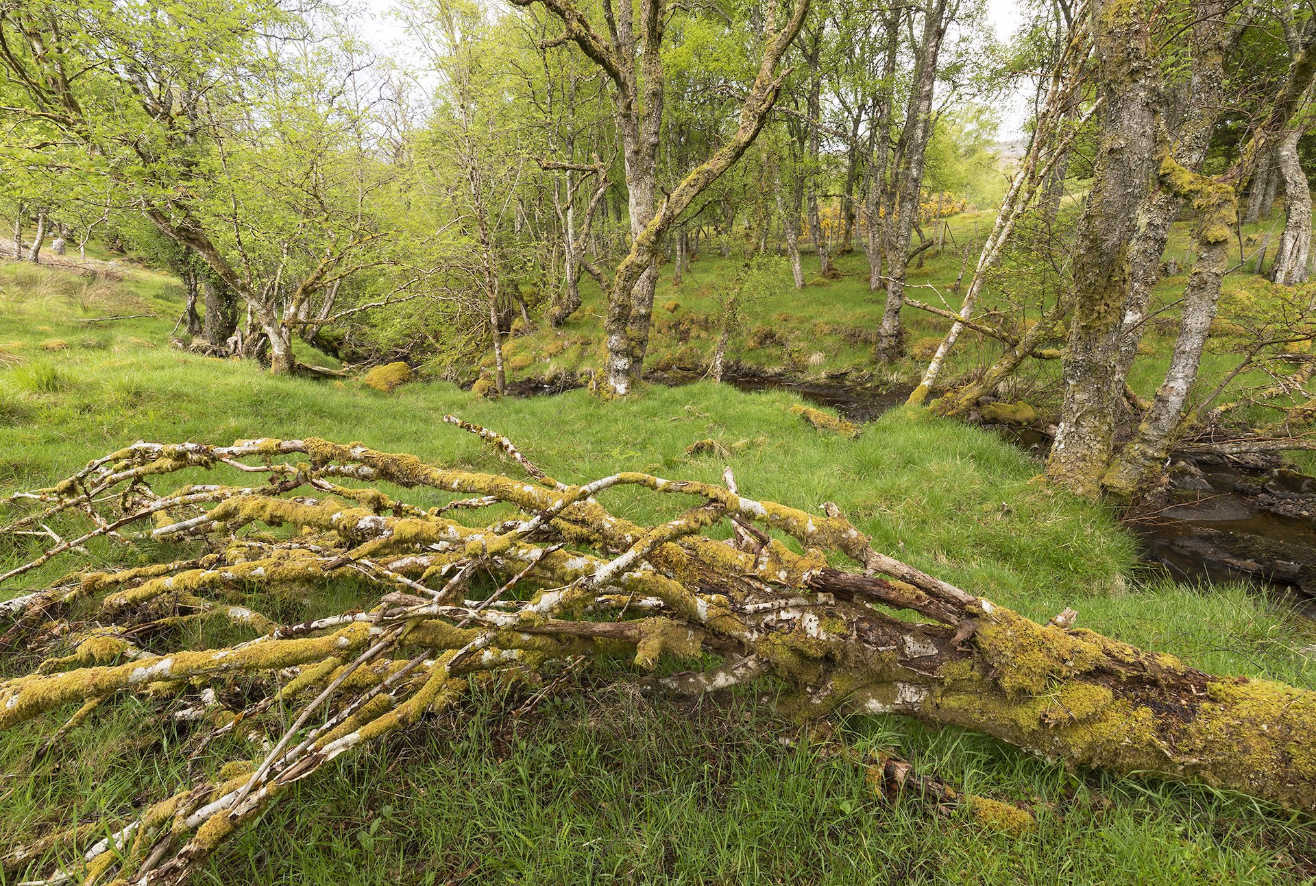 Birchfield/Natural Capital Laboratory | NRN Partner | SCOTLAND: The Big ...