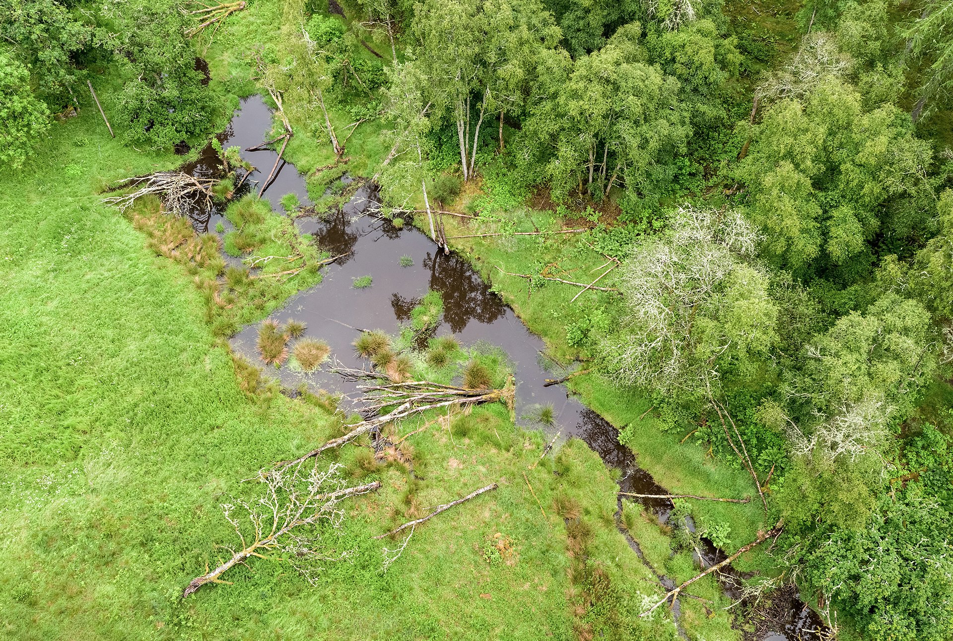 Bamff Wildland | NRN Partner| SCOTLAND: The Big Picture