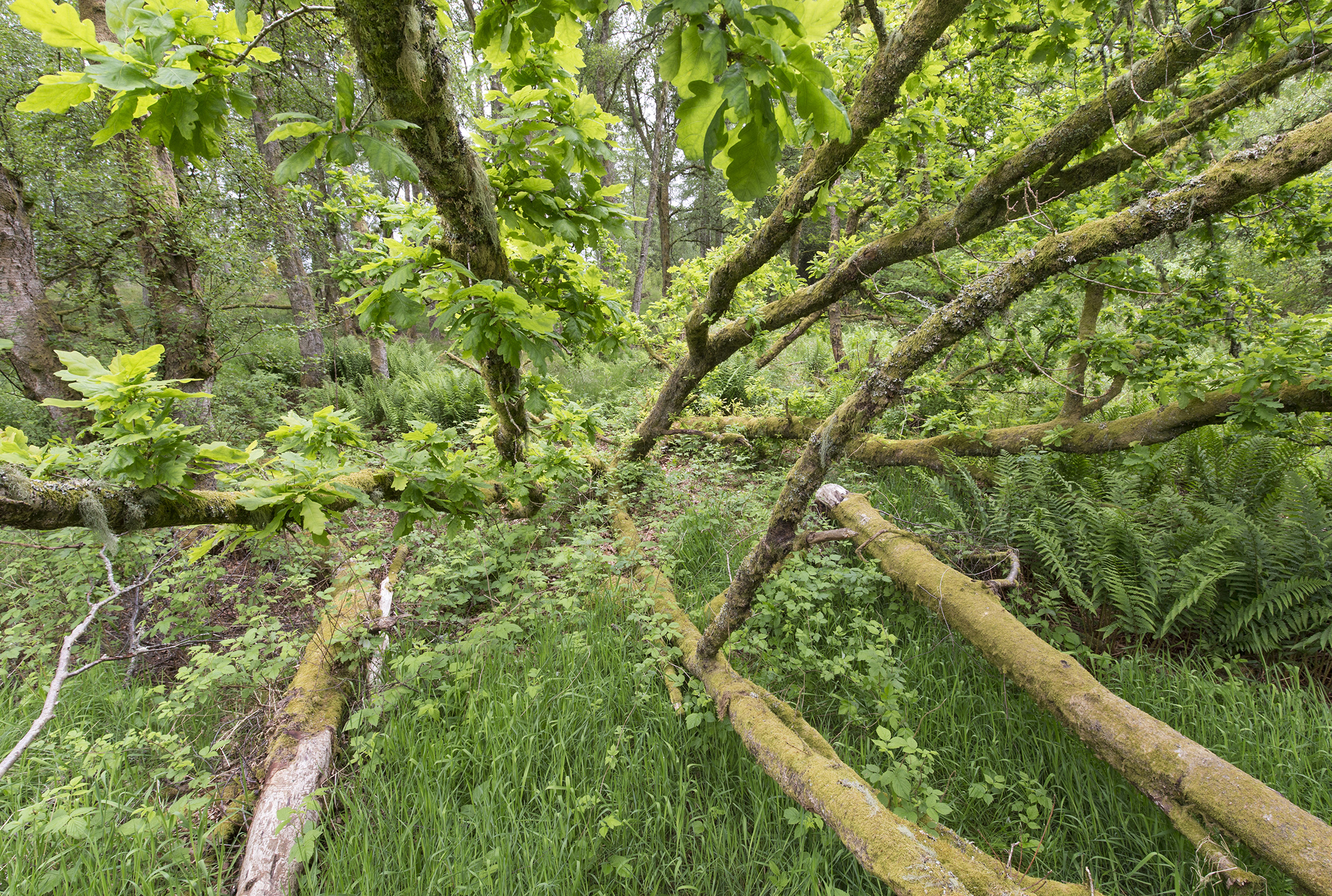 Bamff Wildland | NRN Partner| SCOTLAND: The Big Picture