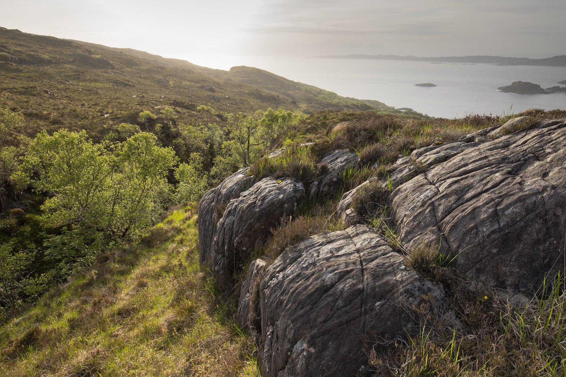 Dubh Allt | NRN Partner | SCOTLAND: The Big Picture