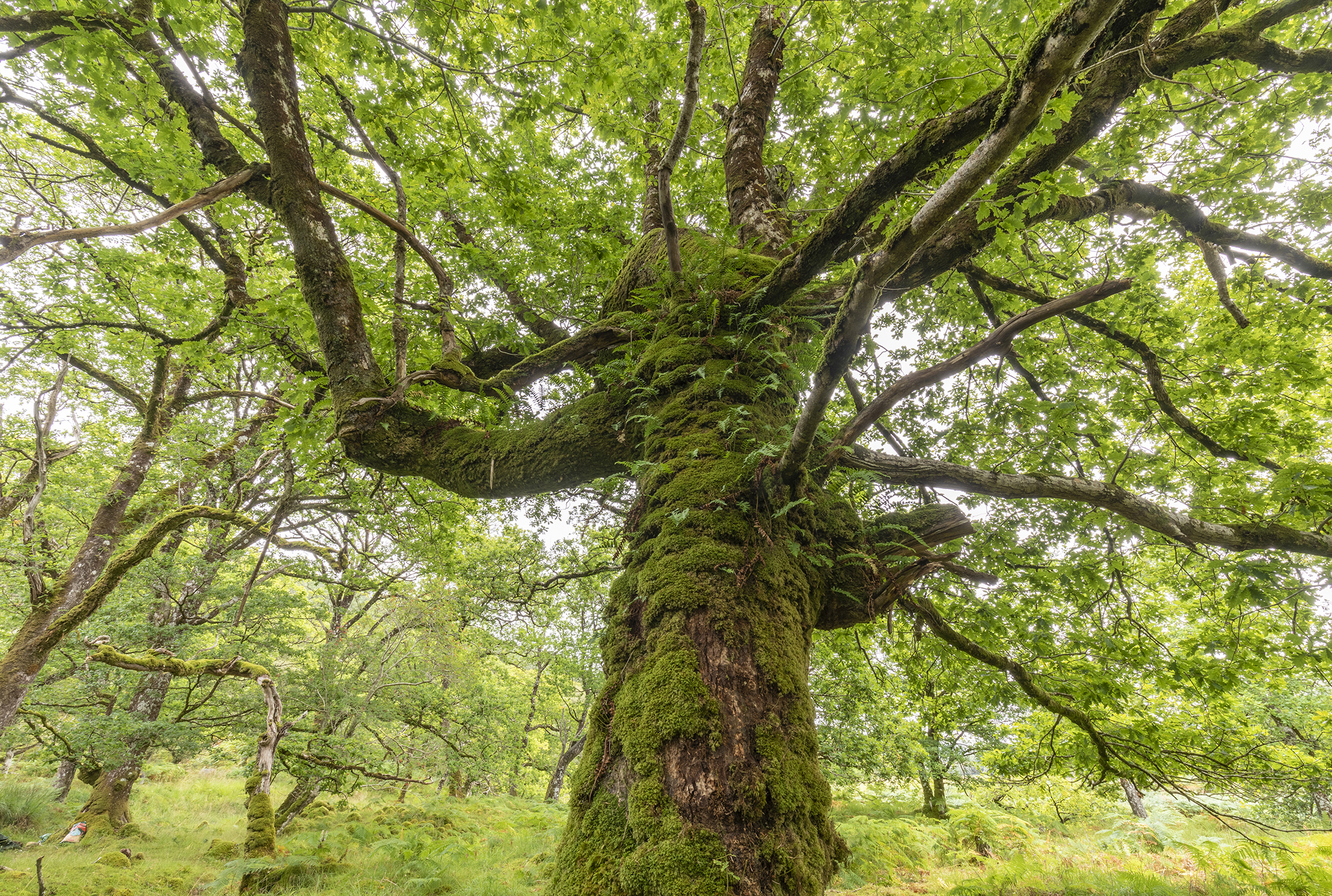 Ardura Community Forest | NRN Partner | SCOTLAND: The Big Picture