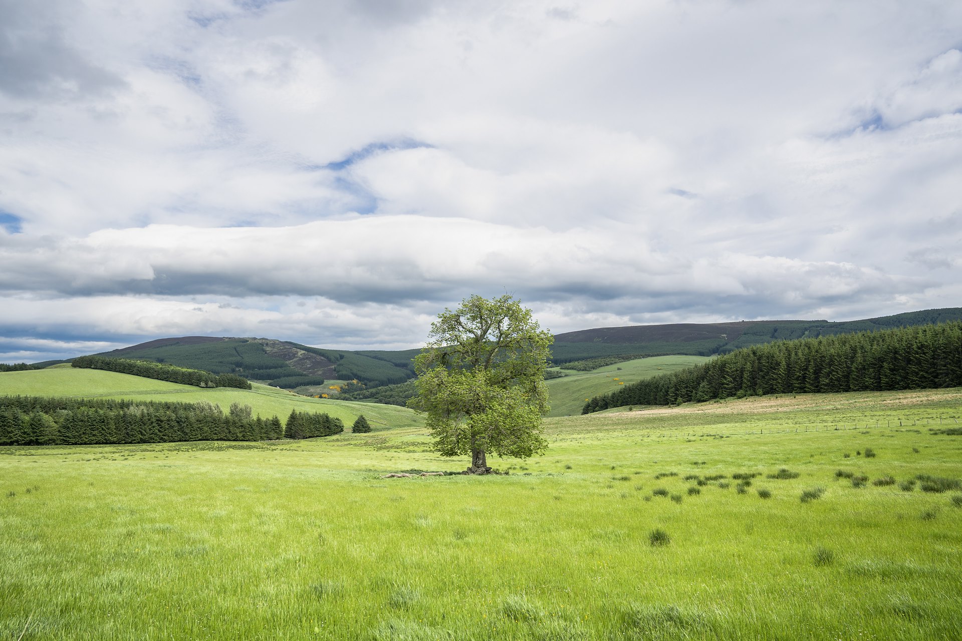 Beldorney Estate | NRN Partner | SCOTLAND: The Big Picture