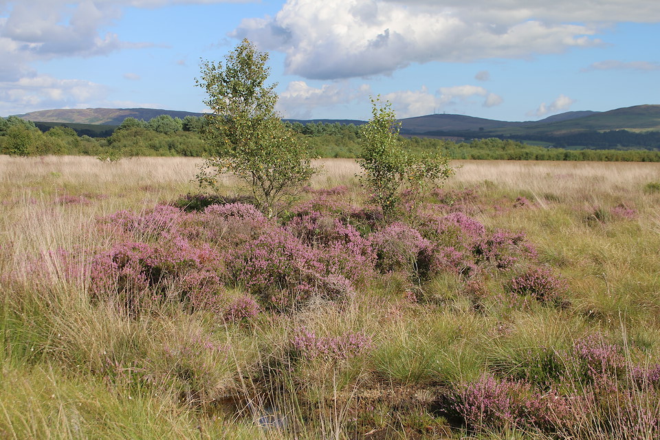 Moss of Cree | NRN Partner | SCOTLAND: The Big PIcture