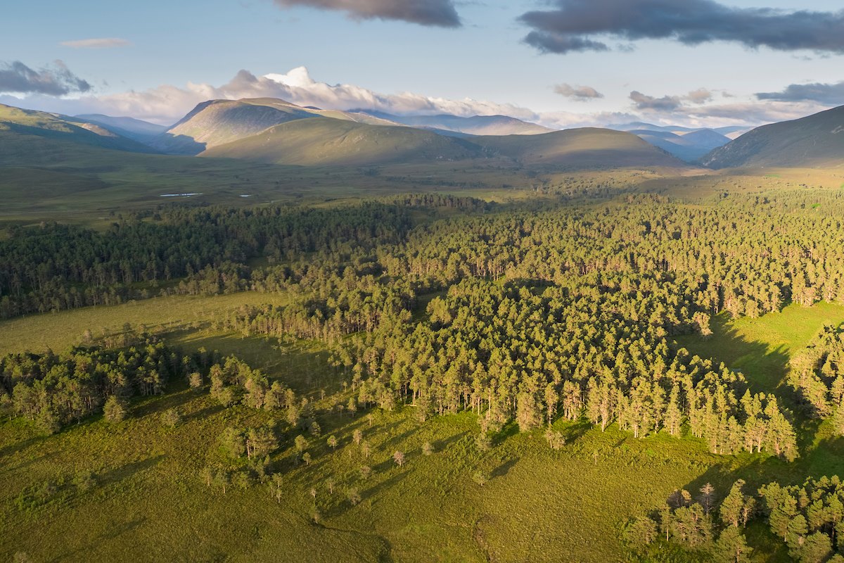 What is rewilding? | SCOTLAND: The Big Picture