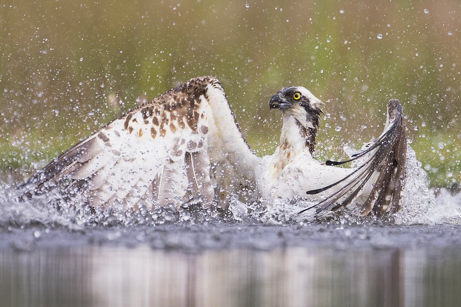 What is rewilding? | SCOTLAND: The Big Picture