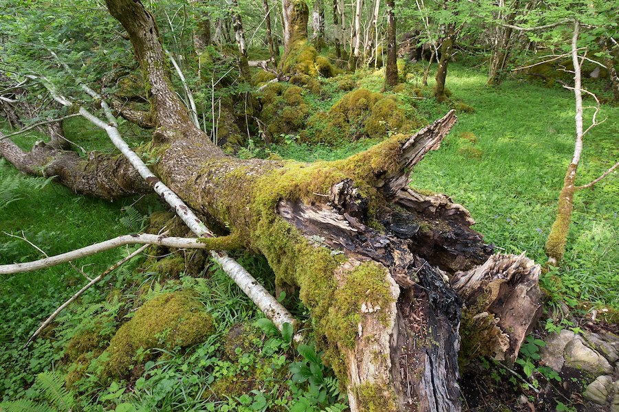 Ten tips to wild your space | SCOTLAND: The Big PIcture