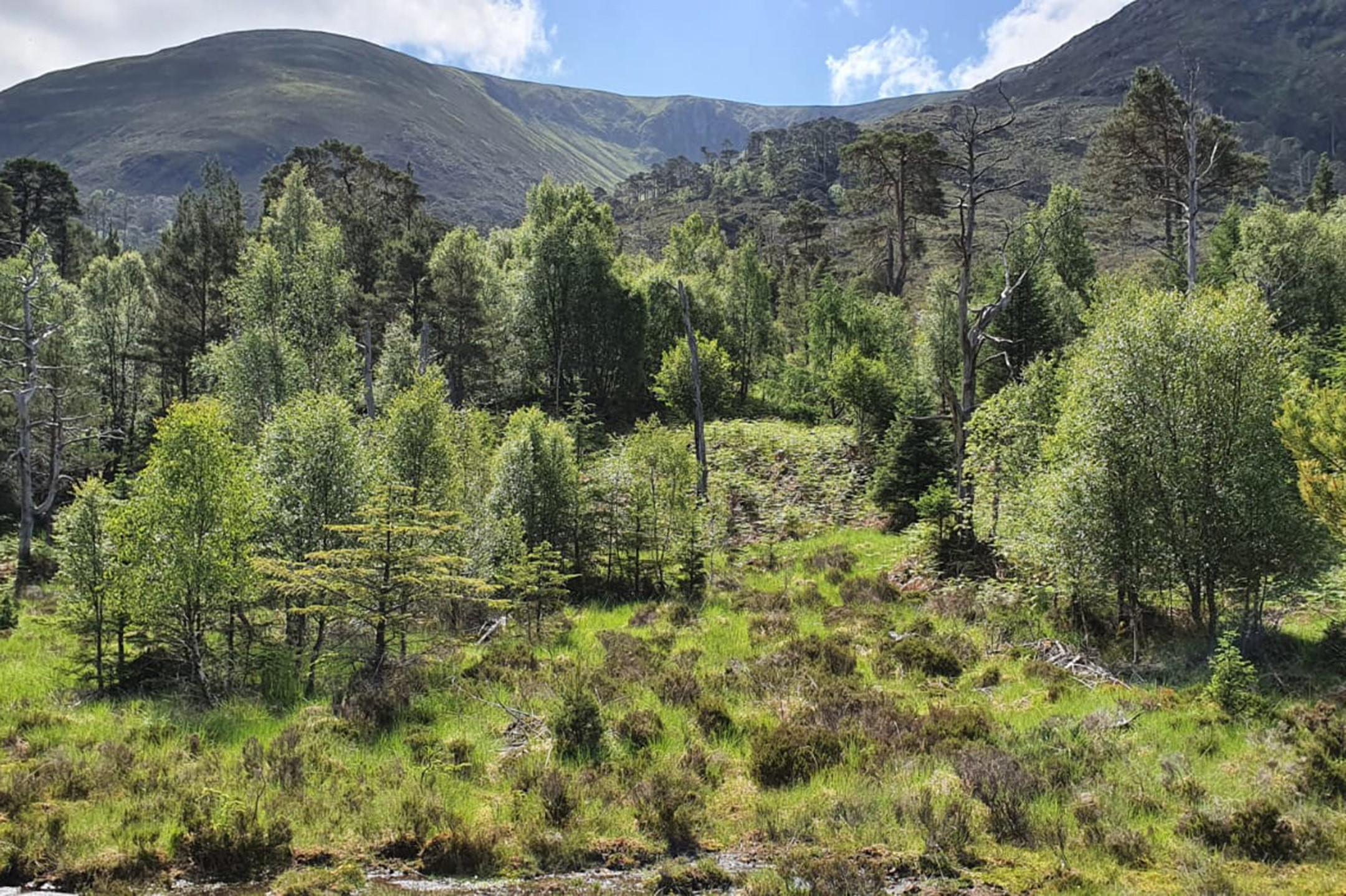 Kinloch Woodlands SCIO | NRN Partner | SCOTLAND: The Big Picture
