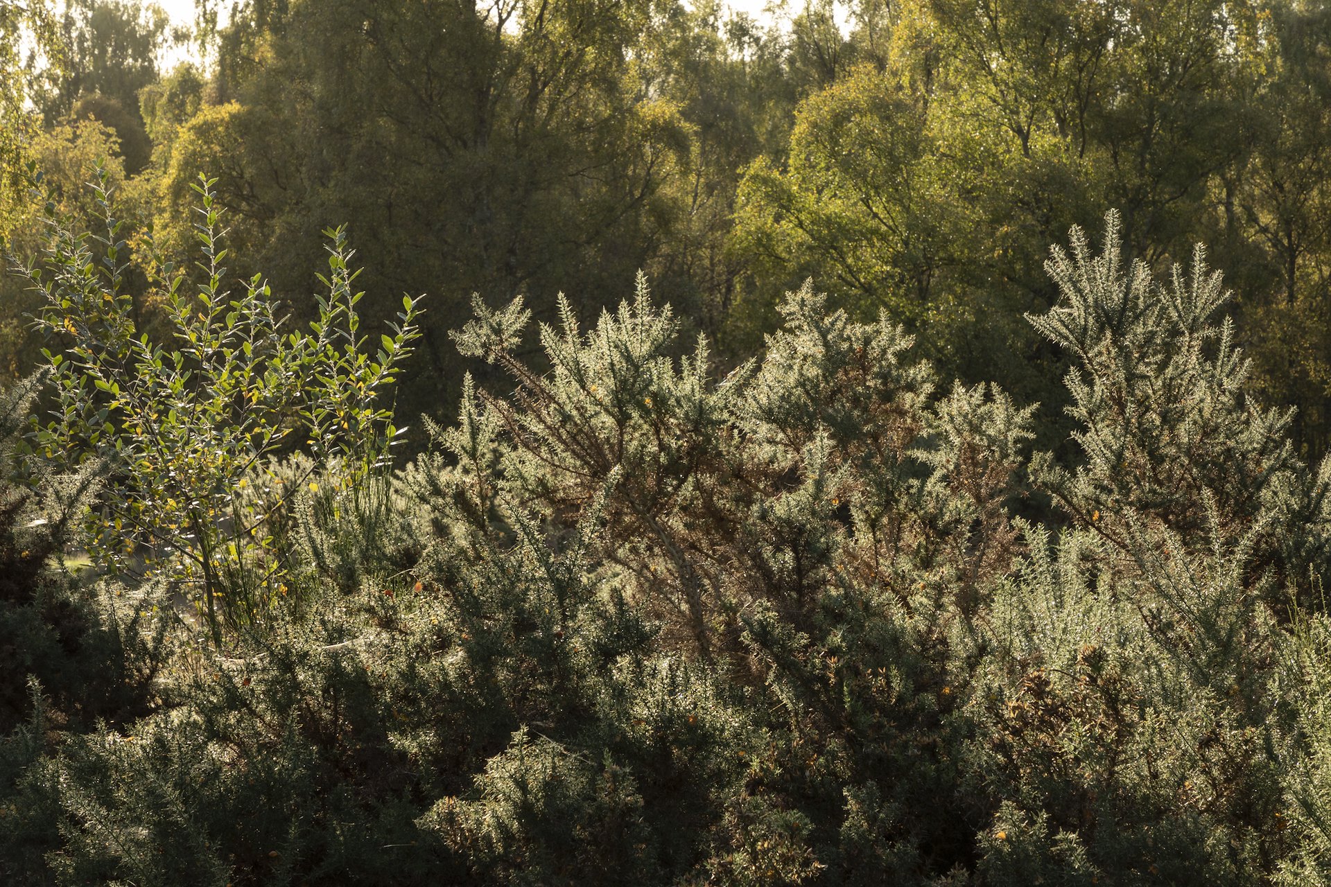 Wreaton Farm | NRN Partner | SCOTLAND: The Big Picture