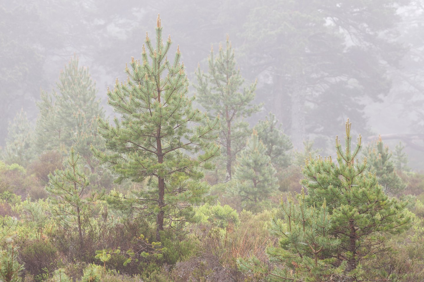 THE CAPERCAILLIE CONUNDRUM | Storytelling | SCOTLAND: The Big Picture