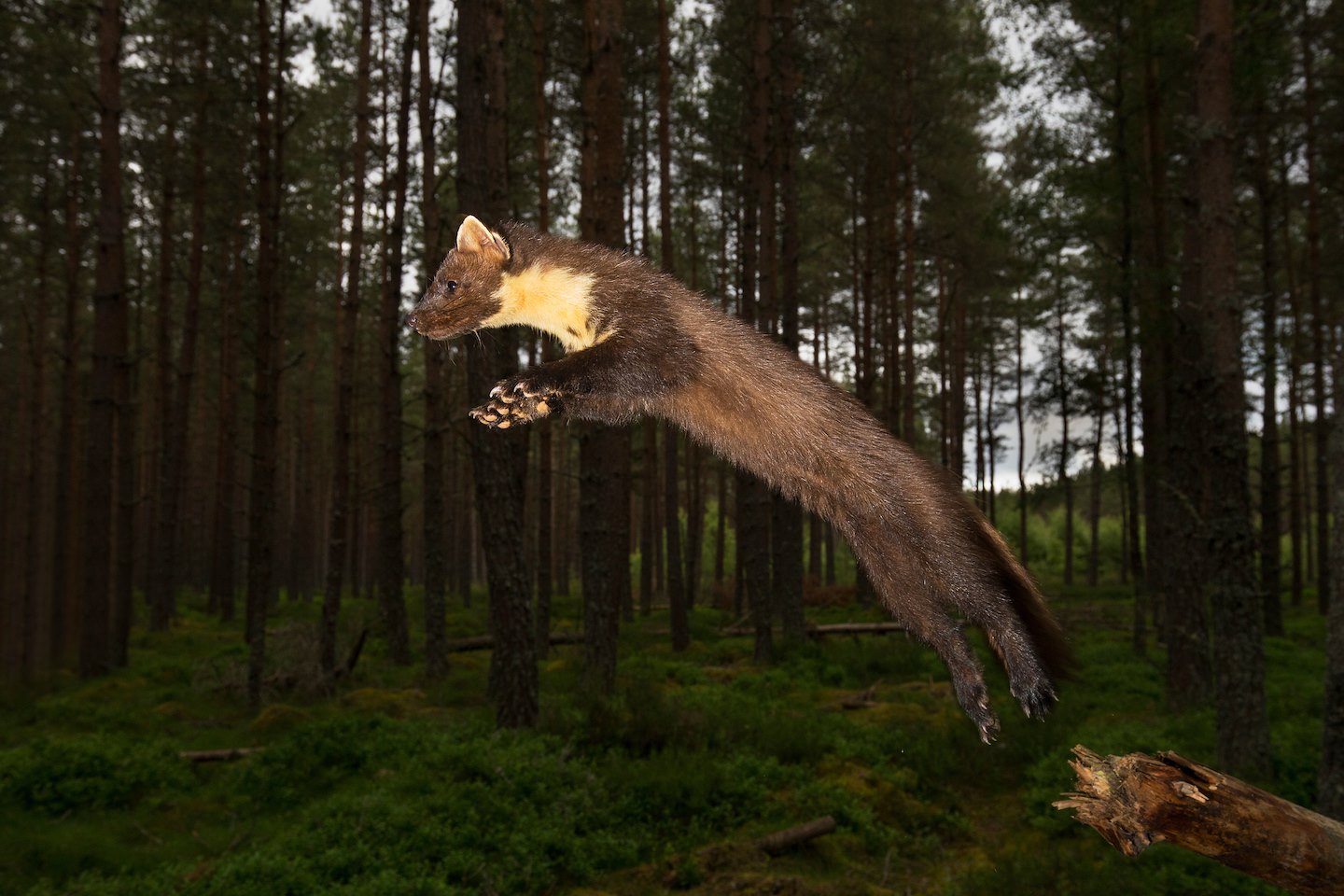 THE CAPERCAILLIE CONUNDRUM | Storytelling | SCOTLAND: The Big Picture