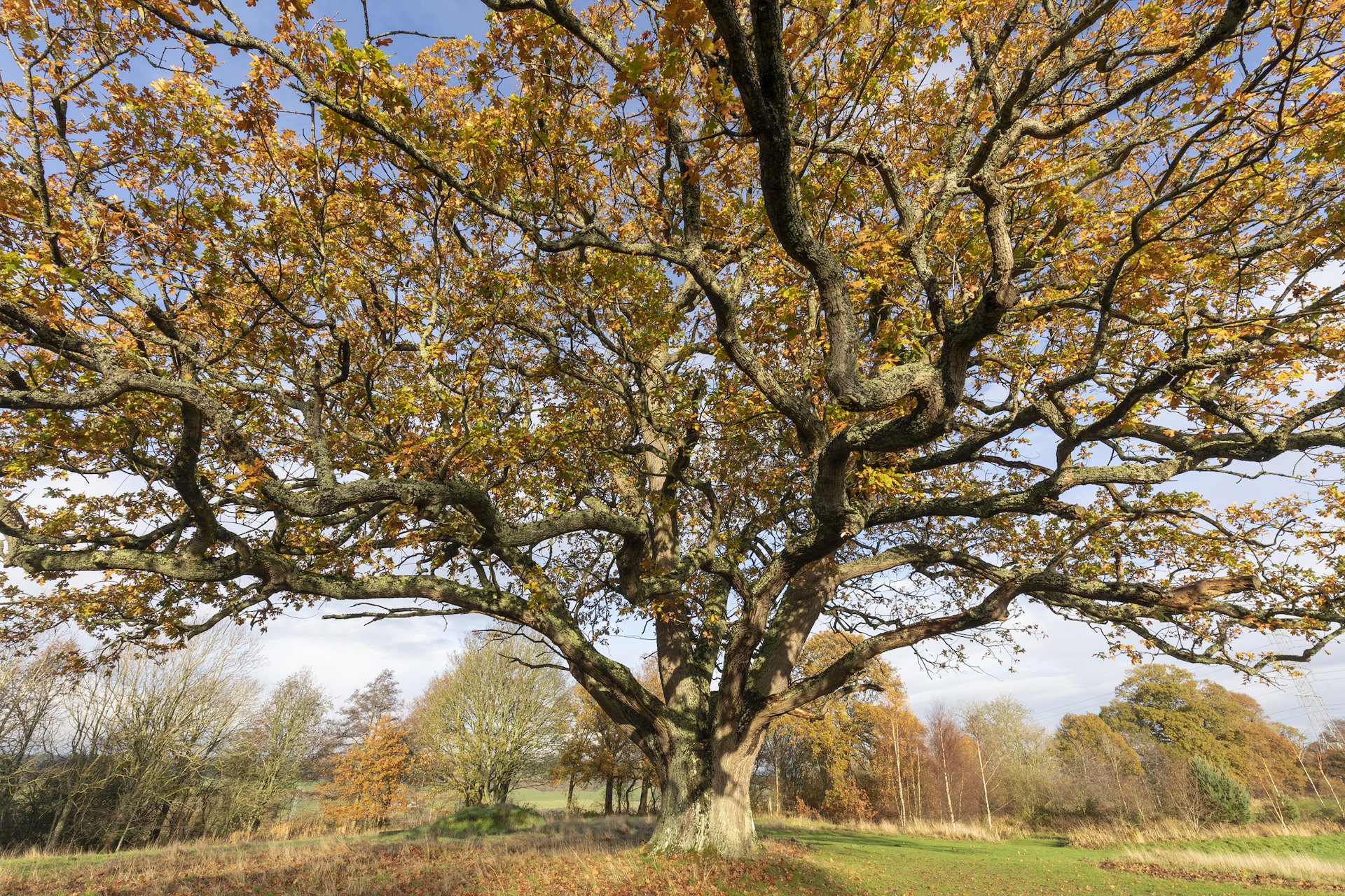 Strathallan School | NRN Partner | SCOTLAND: The Big Picture