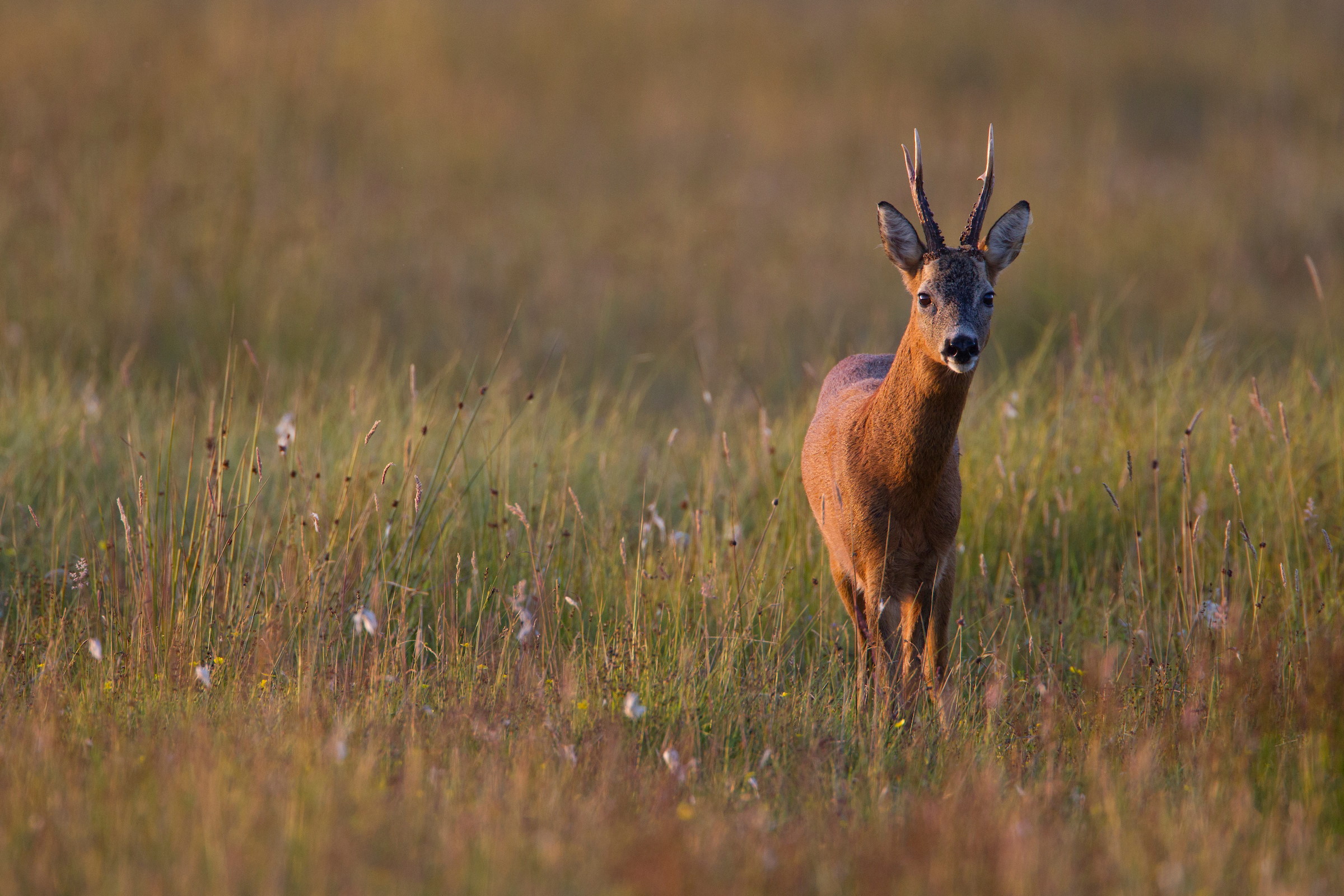 Sauchie Home Farm |NRN Partner | SCOTLAND: The Big Picture