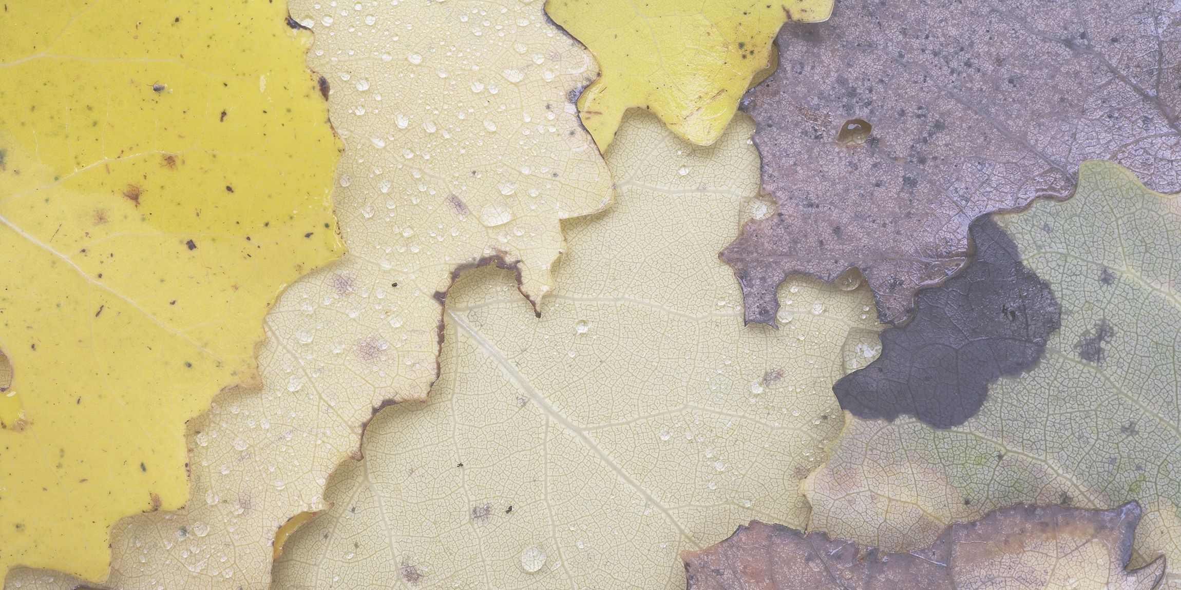 Painting Scotland Yellow | SCOTLAND: The Big Picture