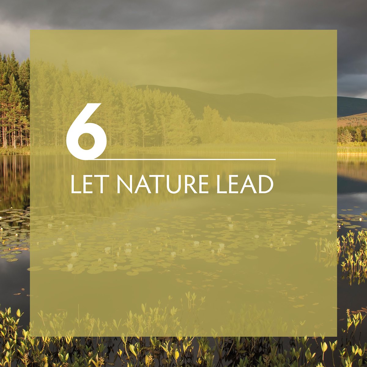 The Northwoods Nine | Principles of Rewilding | SCOTLAND: The Big Picture