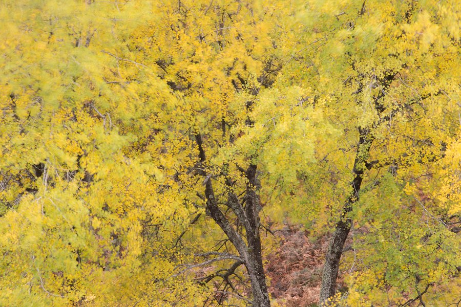 Painting Scotland Yellow | SCOTLAND: The Big Picture