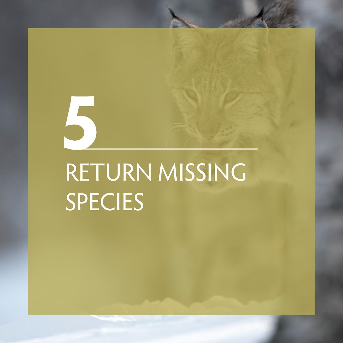 The Northwoods Nine | Principles of Rewilding | SCOTLAND: The Big Picture