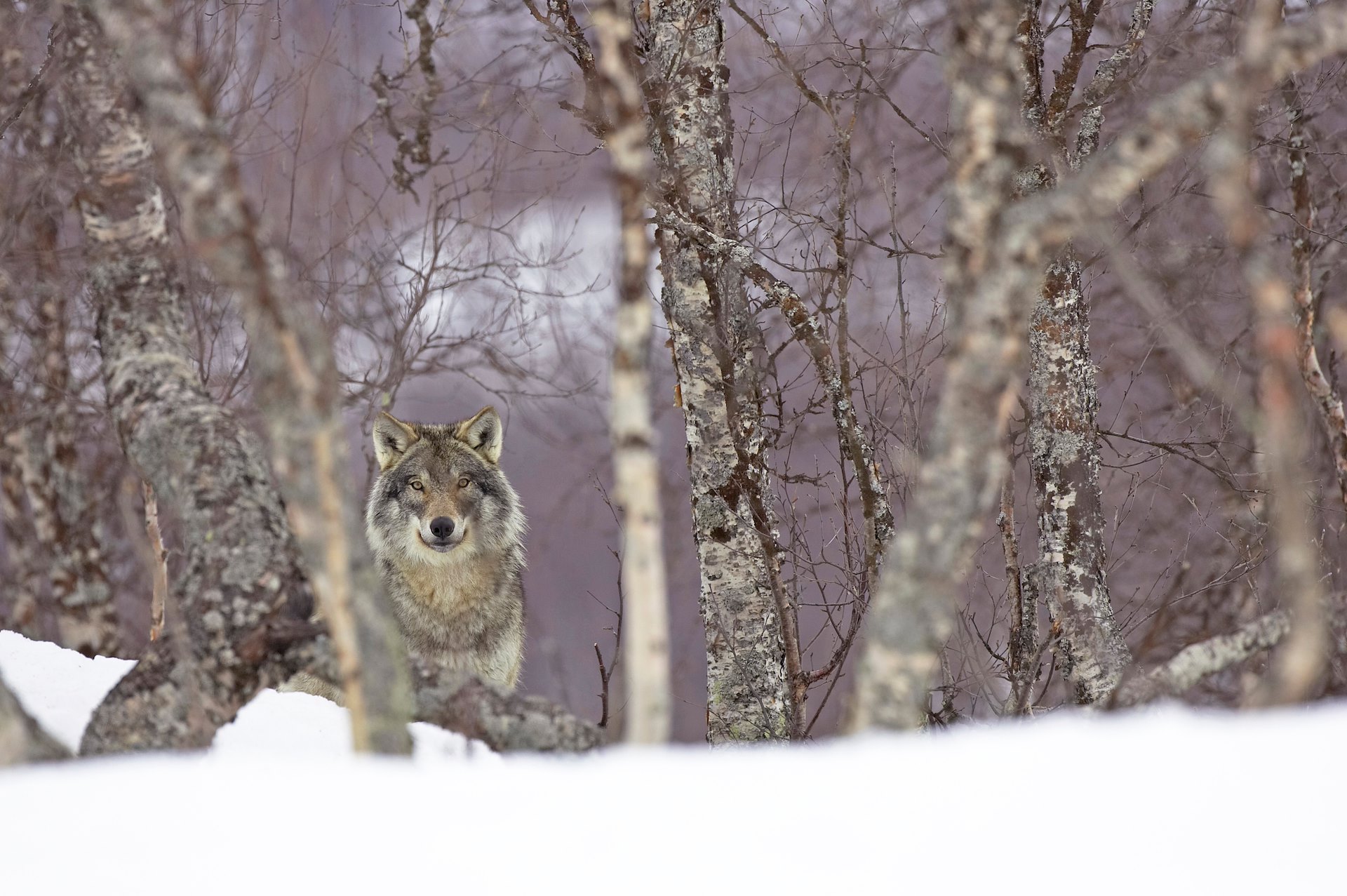 Rewilding Stories | Storytelling | SCOTLAND: The Big Picture