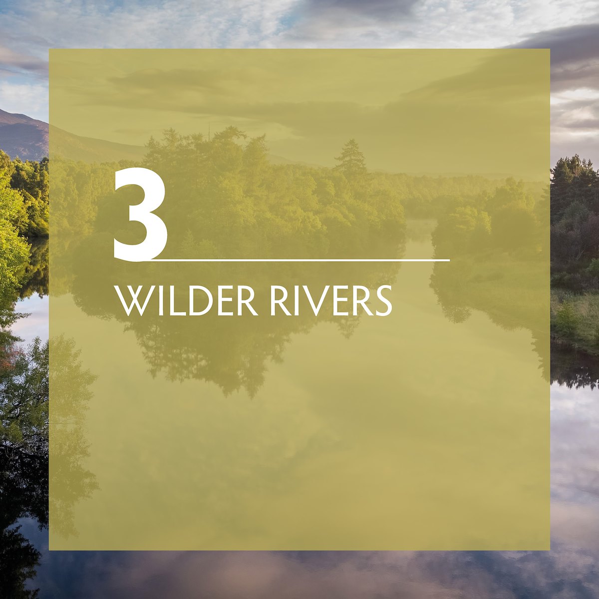 The Northwoods Nine | Principles of Rewilding | SCOTLAND: The Big Picture