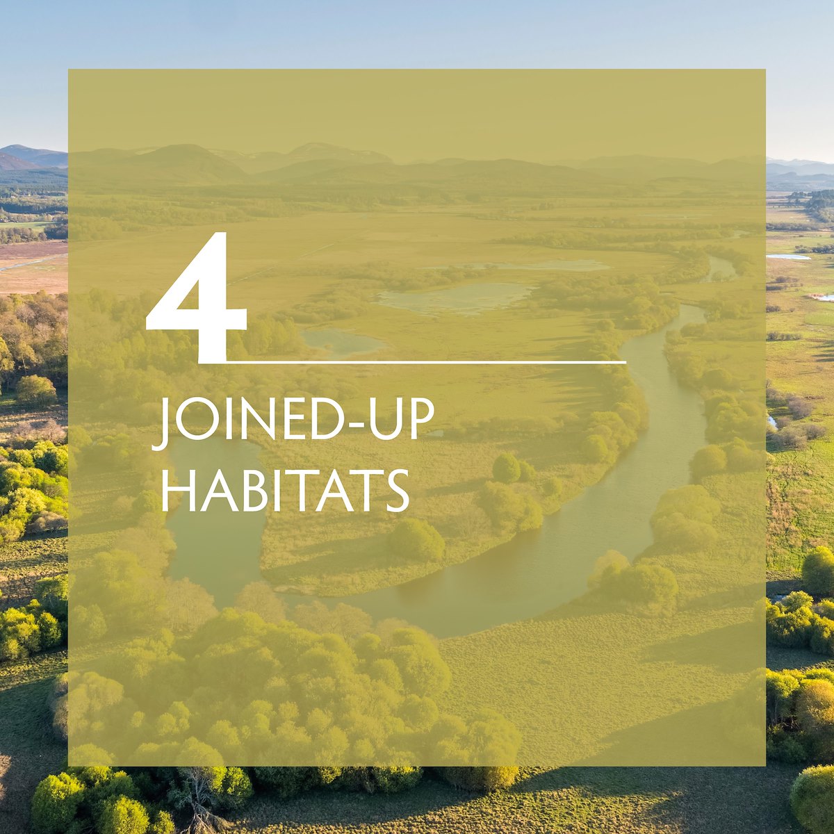 The Northwoods Nine | Principles of Rewilding | SCOTLAND: The Big Picture