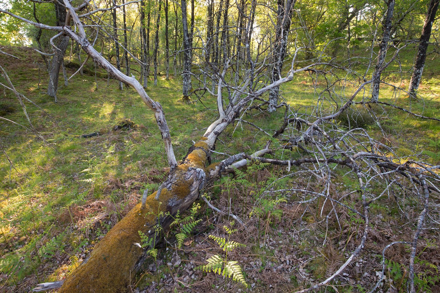 Painting Scotland Yellow | SCOTLAND: The Big Picture