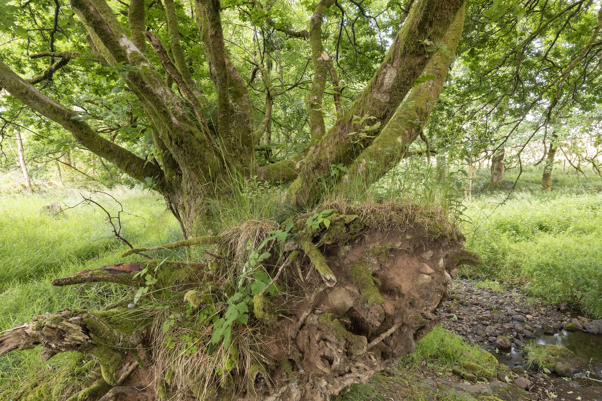 Sauchie Home Farm |NRN Partner | SCOTLAND: The Big Picture