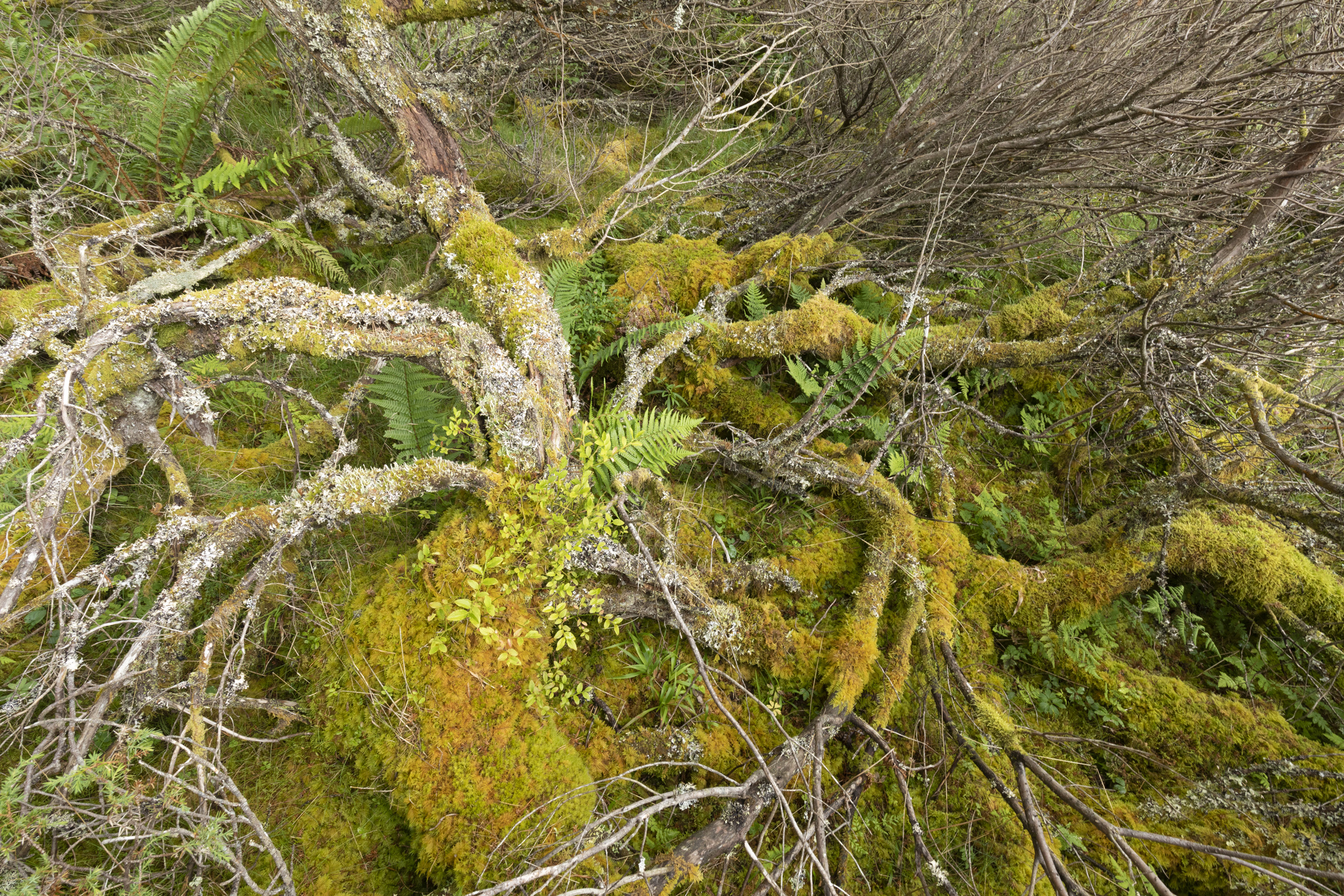 Tombane | Northwoods