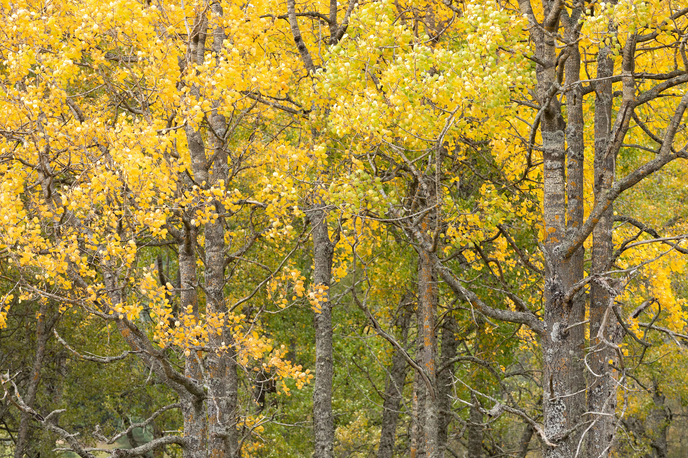 Painting Scotland Yellow | SCOTLAND: The Big Picture