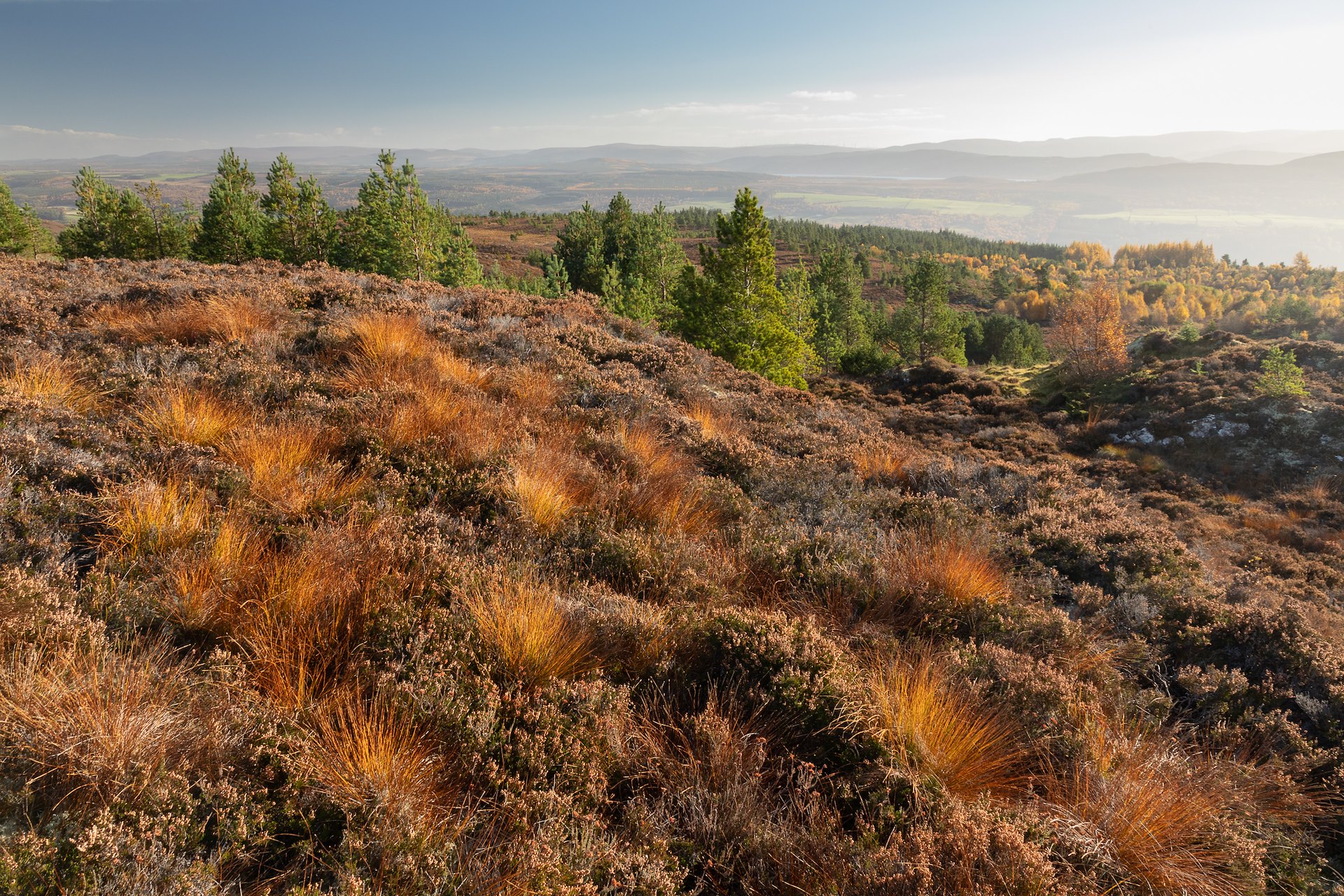 Abriachan Forest Trust | NRN Partners | SCOTLAND: The Big Picture