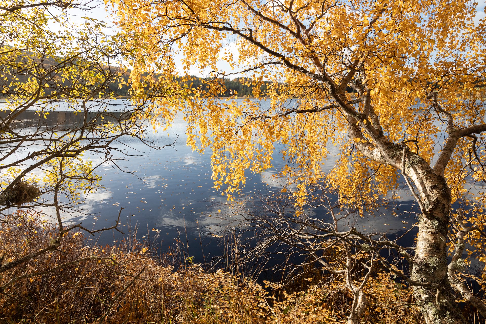 Abriachan Forest Trust | NRN Partners | SCOTLAND: The Big Picture