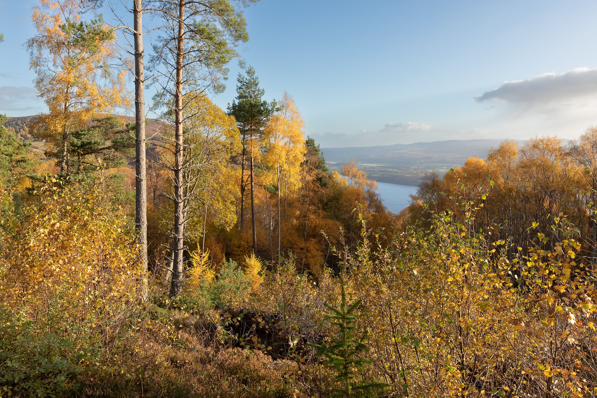 Abriachan Forest Trust | NRN Partners | SCOTLAND: The Big Picture