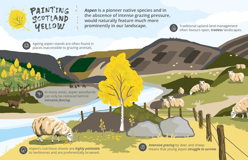Painting Scotland Yellow | SCOTLAND: The Big Picture