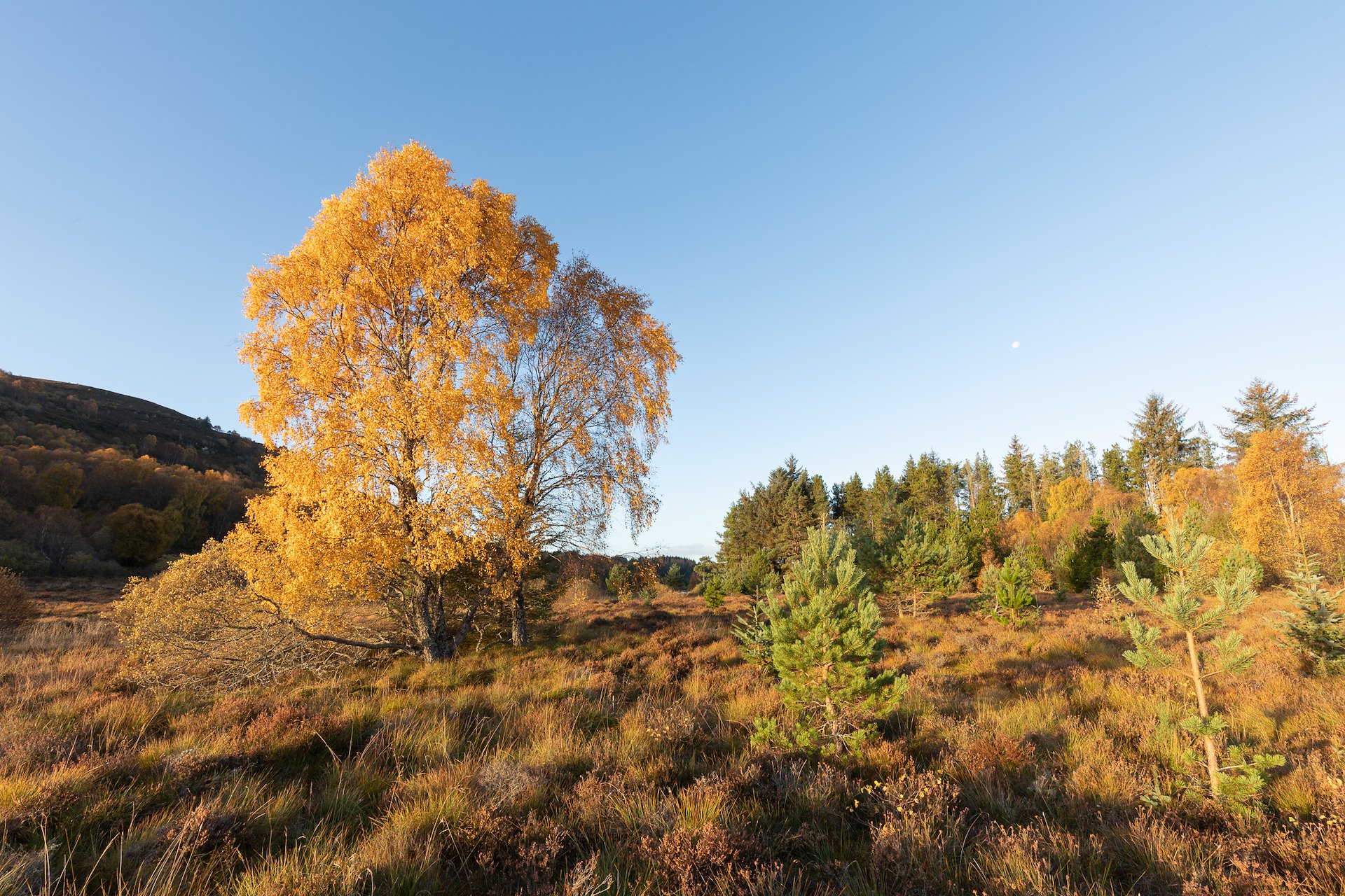 Abriachan Forest Trust | NRN Partners | SCOTLAND: The Big Picture