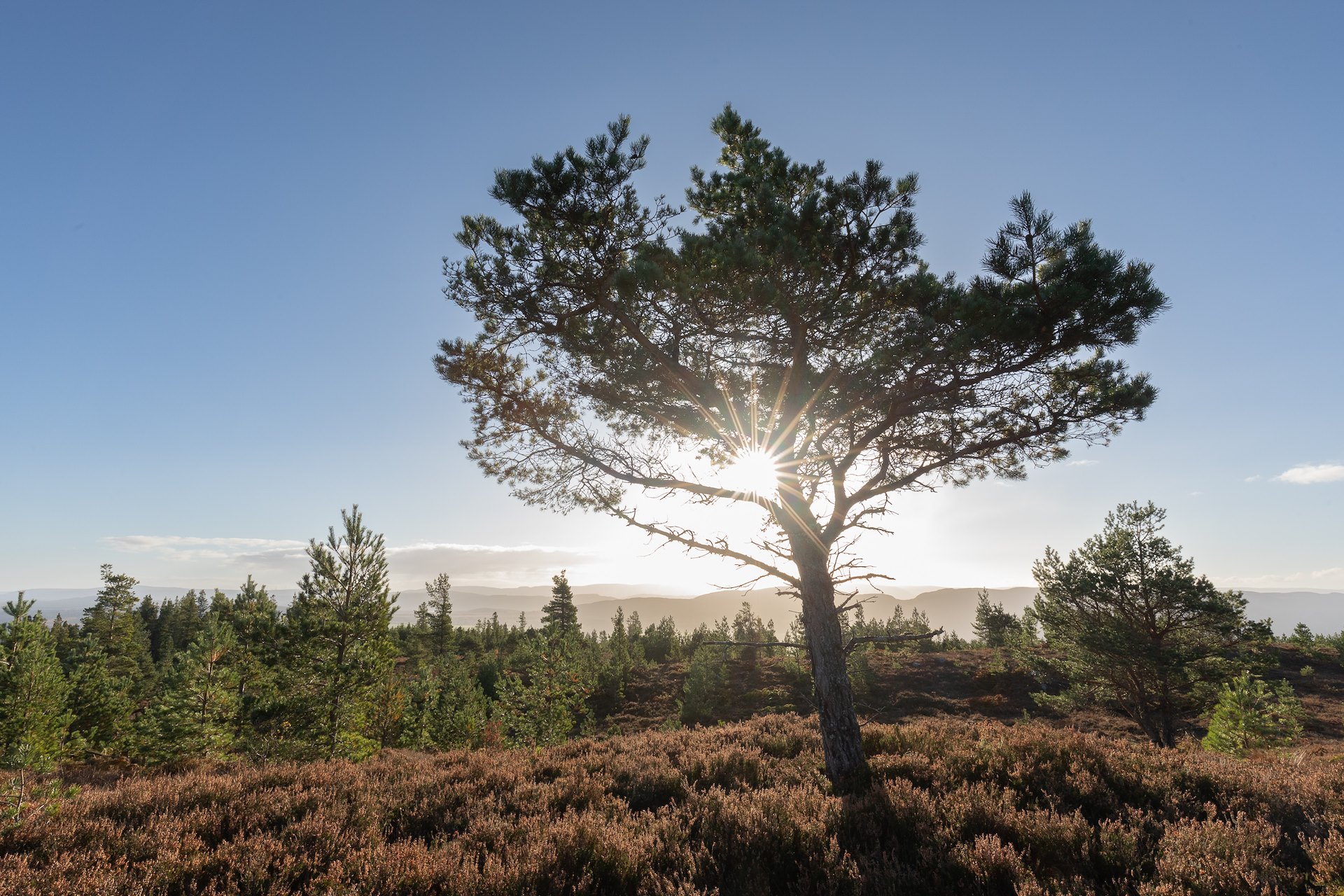Abriachan Forest Trust | NRN Partners | SCOTLAND: The Big Picture