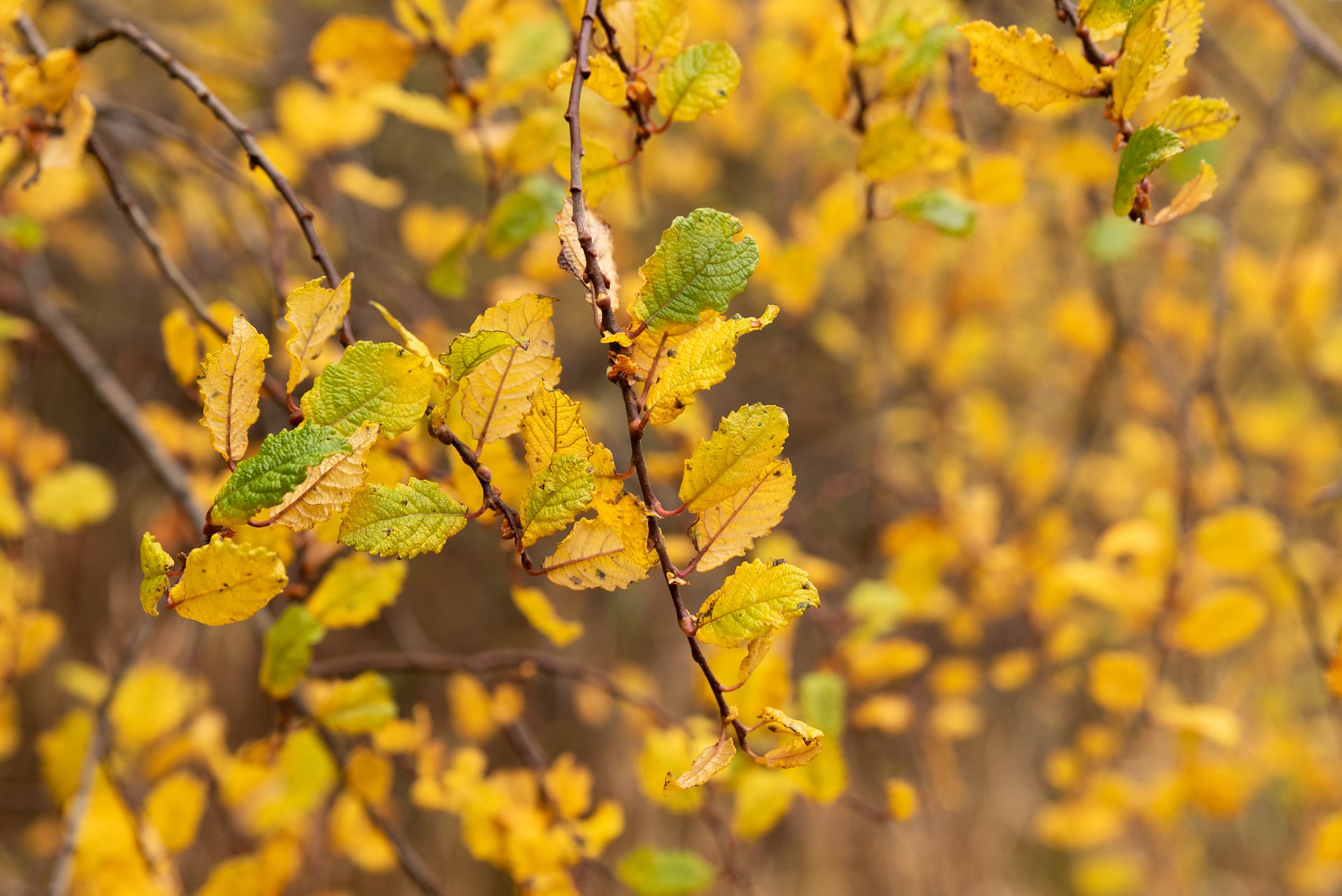 Bute Community Forest | NRN Partner| SCOTLAND: The Big Picture