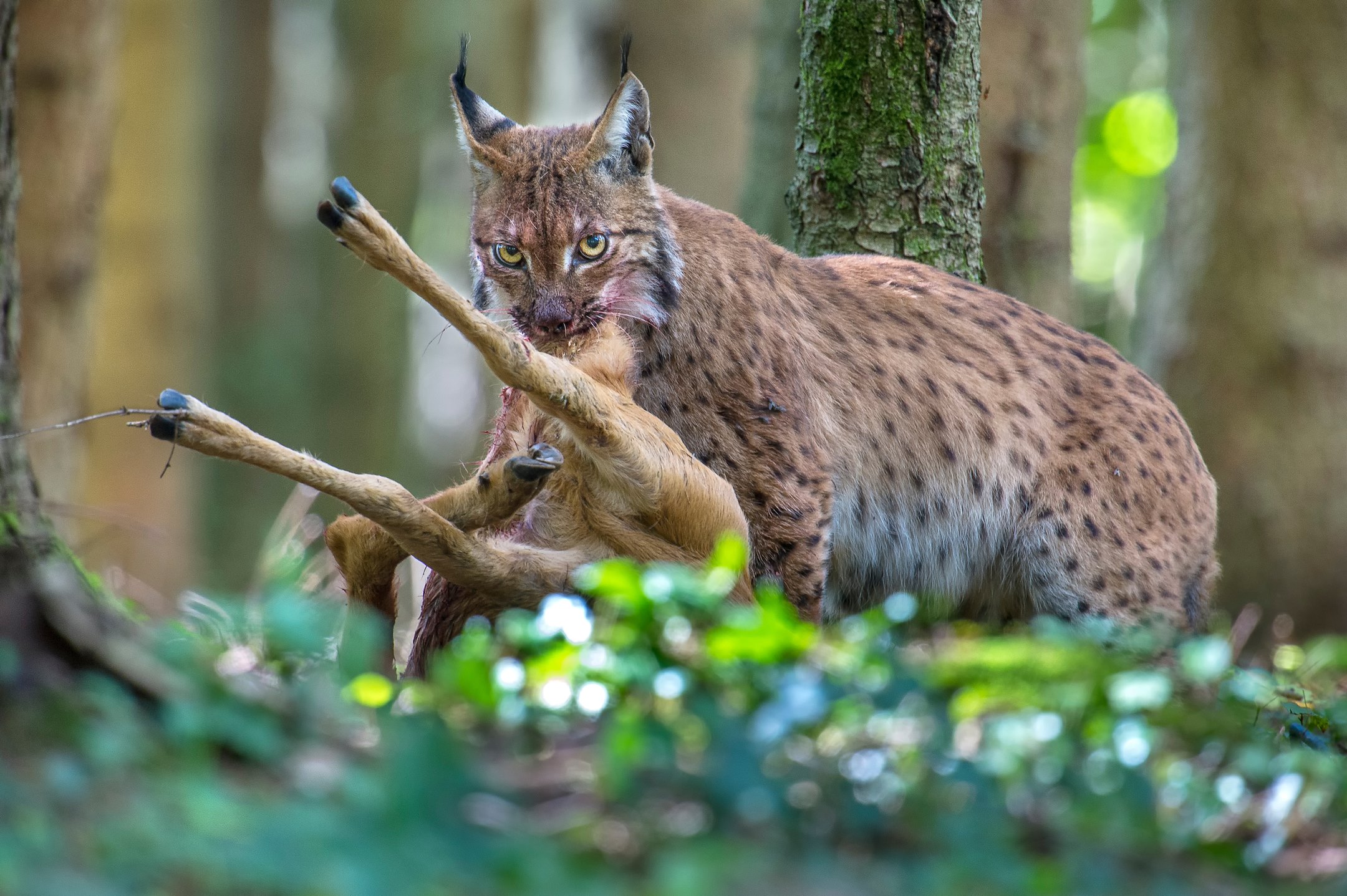 Lynx to Scotland | SCOTLAND: The Big Picture