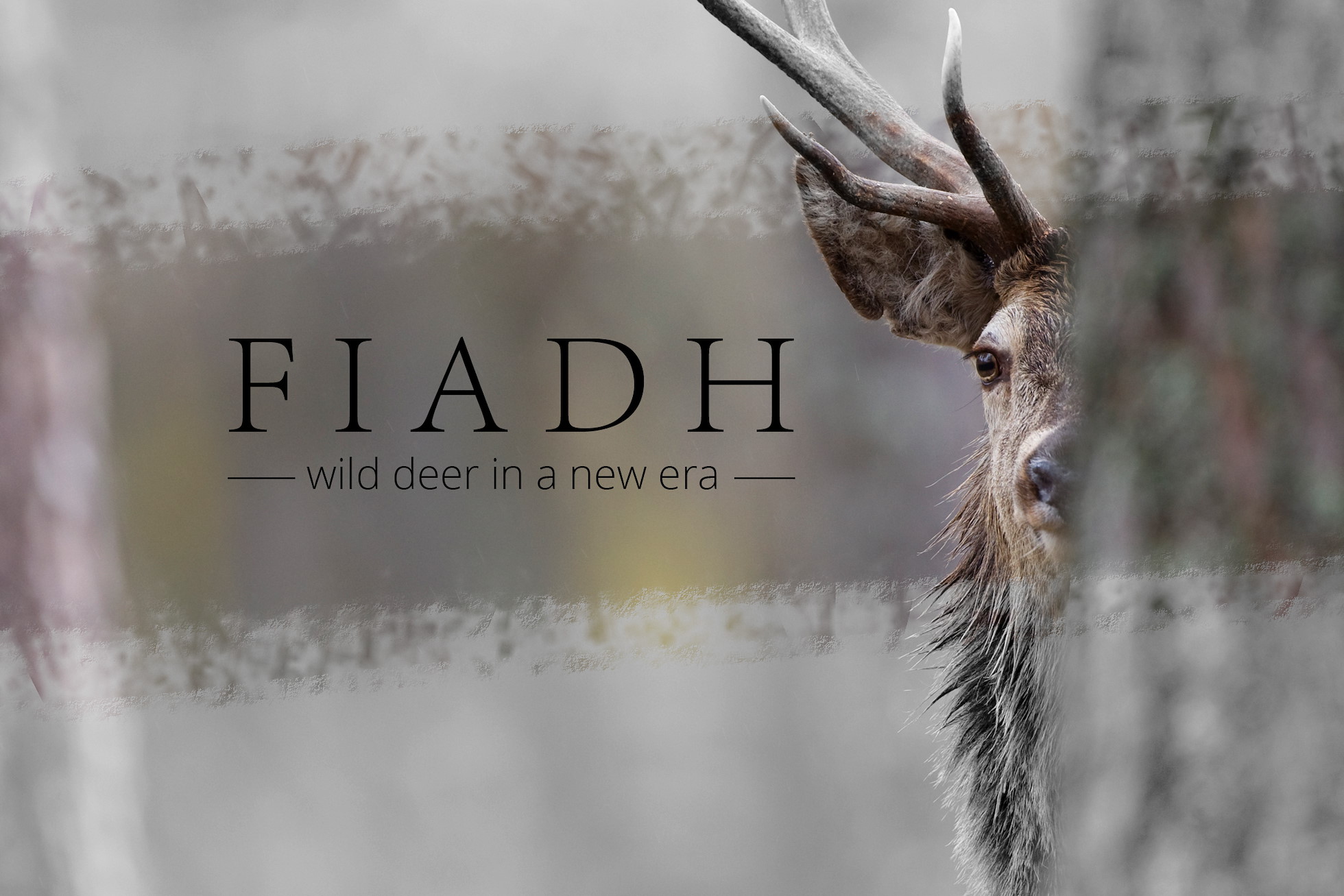 The Fiadh Project | SCOTLAND: The Big Picture