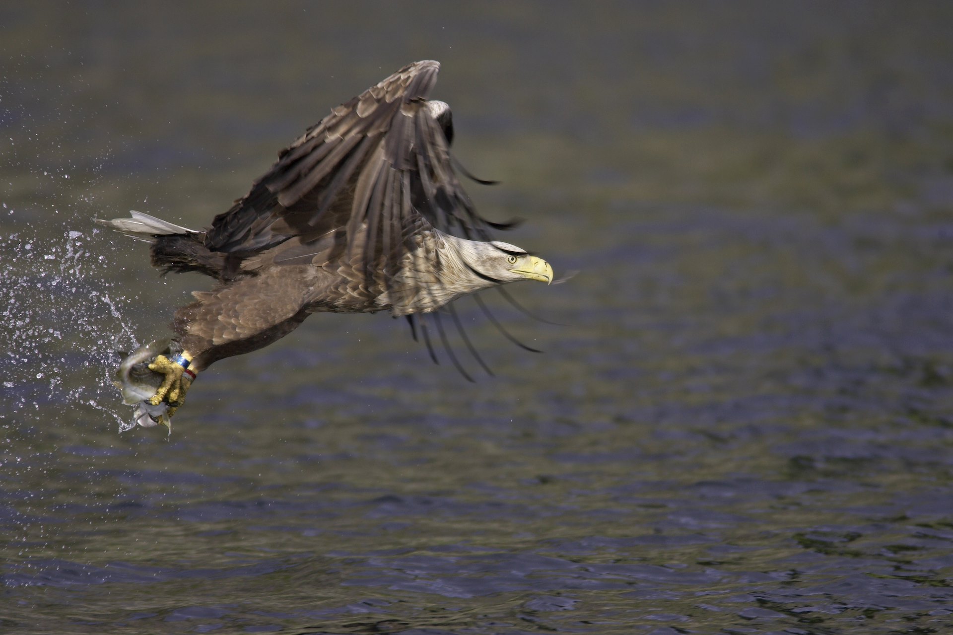 Isle of Carna | NRN Partner | SCOTLAND: The Big Picture